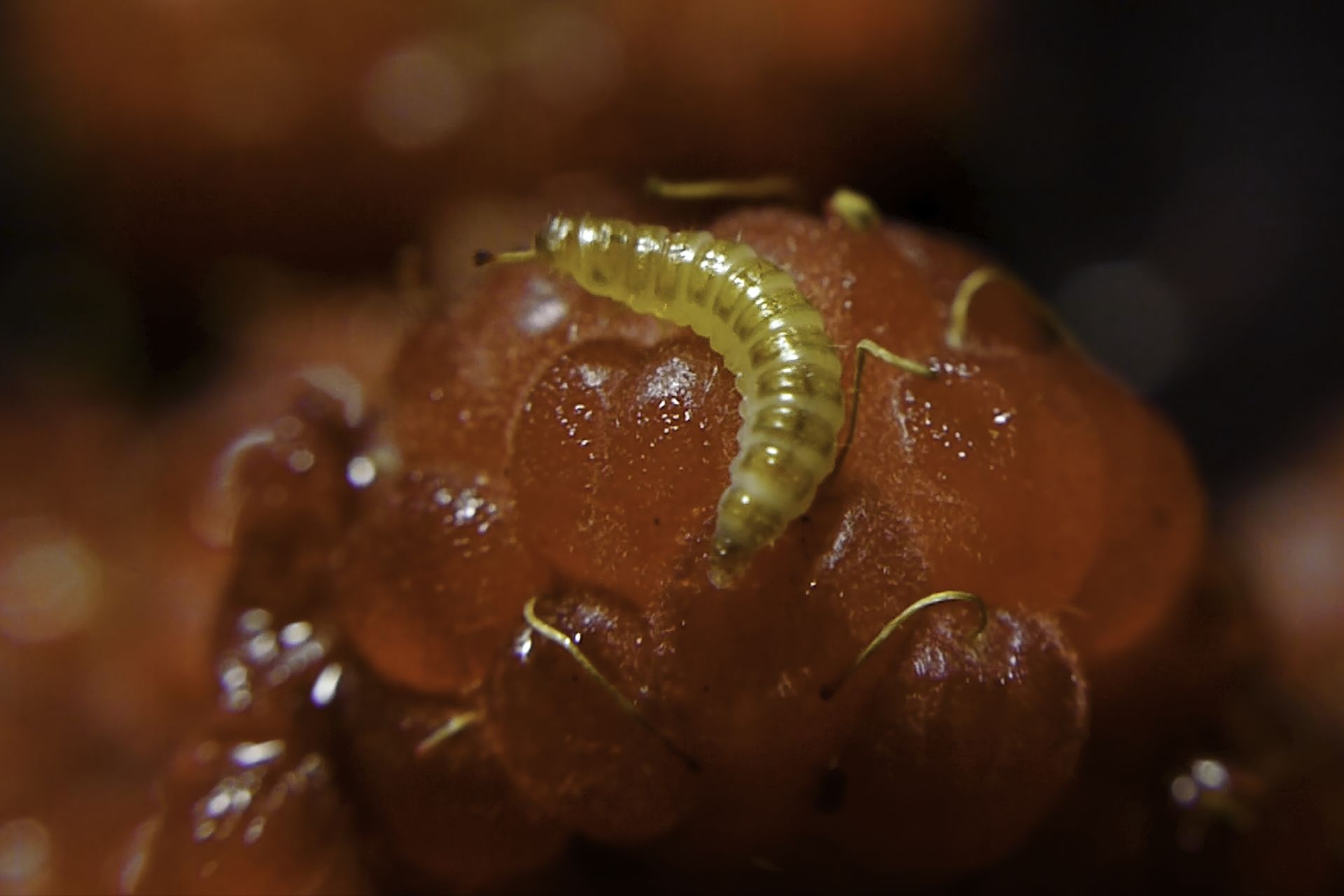 Cómo eliminar los gusanos blancos y larvas en la cocina de una forma ...